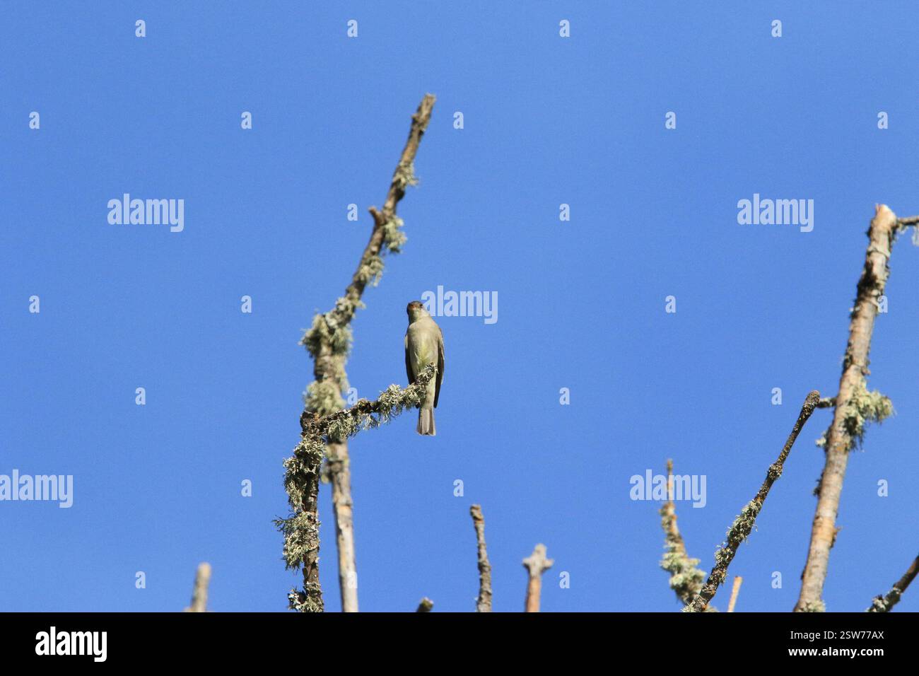 Western Wood-Pewee (Contopus sordidulus), Aves, Market District, Eugene ...