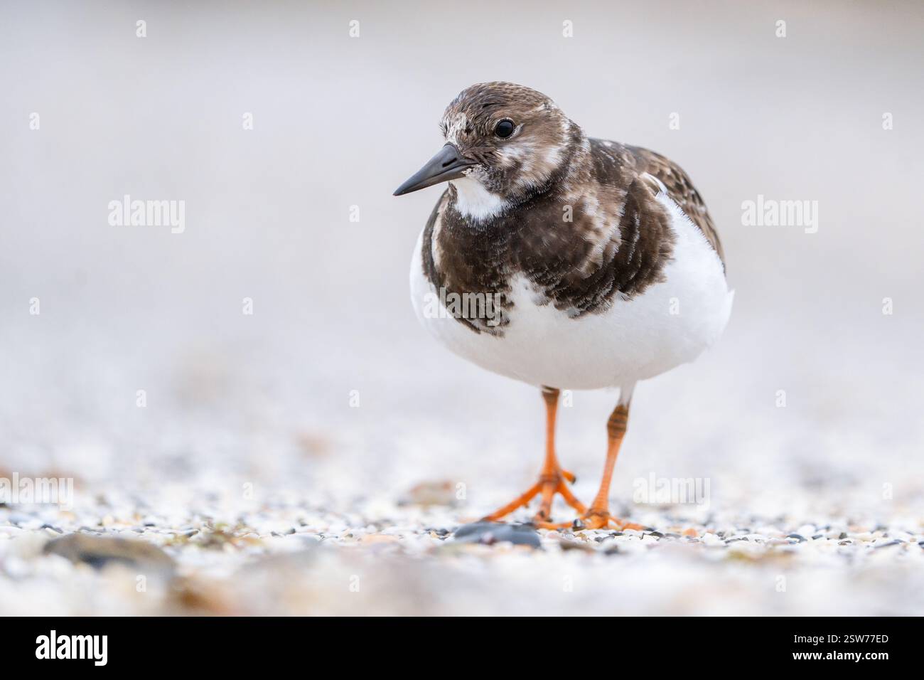 uddy Turnstone (Arenaria interpres) in its natural habitat, showcasing ...