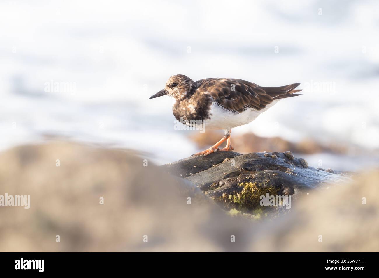 uddy Turnstone (Arenaria interpres) in its natural habitat, showcasing ...