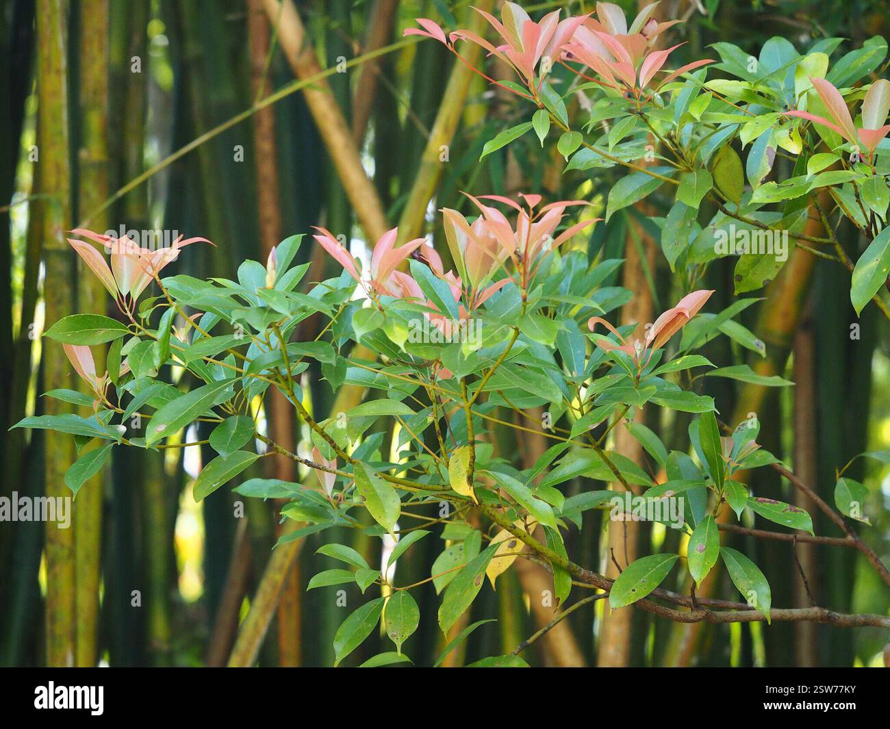 Red Machilus (Machilus thunbergii), Plantae, 台灣新北市 Stock Photo - Alamy