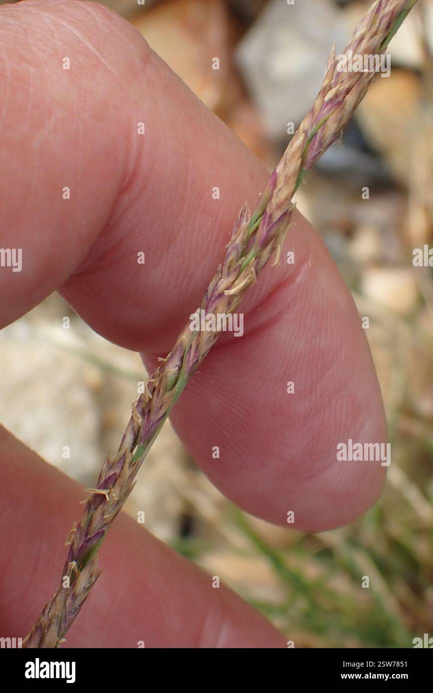 Common Saltmarsh-grass (Puccinellia maritima), Plantae, Portsmouth, UK ...