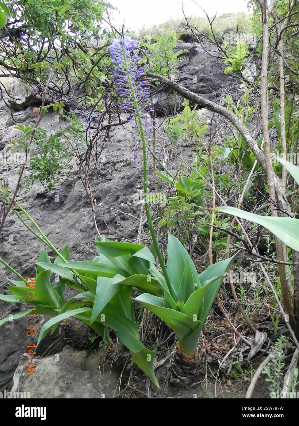 Blue Squill (Merwilla plumbea), Plantae, Golden Gate Highlands National ...