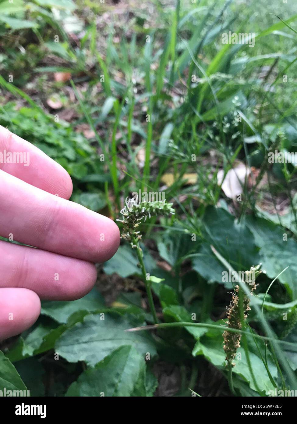 Asian plantain (Plantago asiatica), Plantae, Kamikoshikicho Segami ...