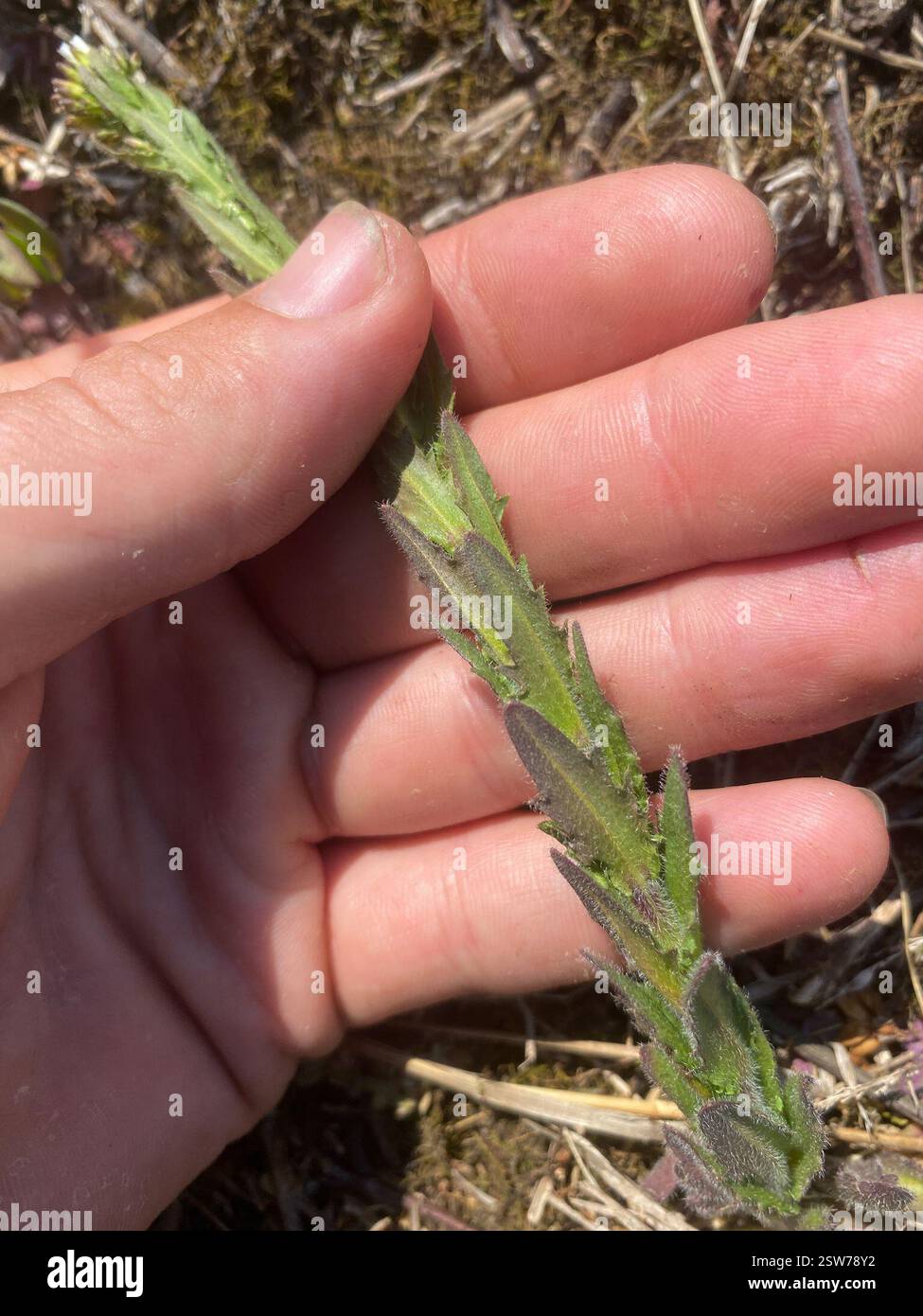 field peppergrass (Lepidium campestre), Plantae, Temperance River State ...