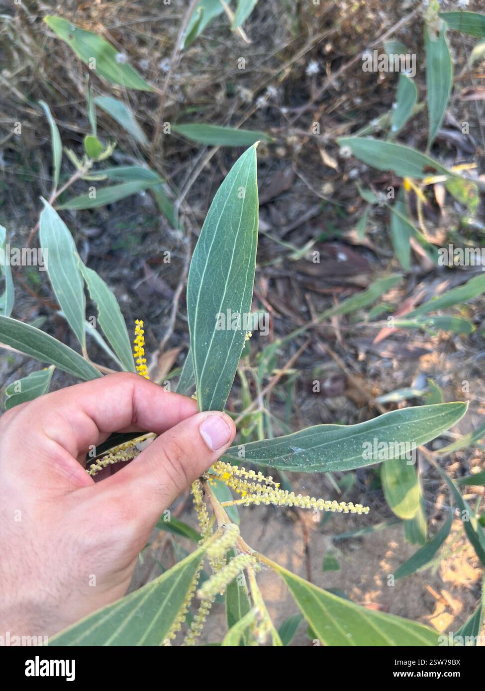 Acacia holosericea hi-res stock photography and images - Alamy
