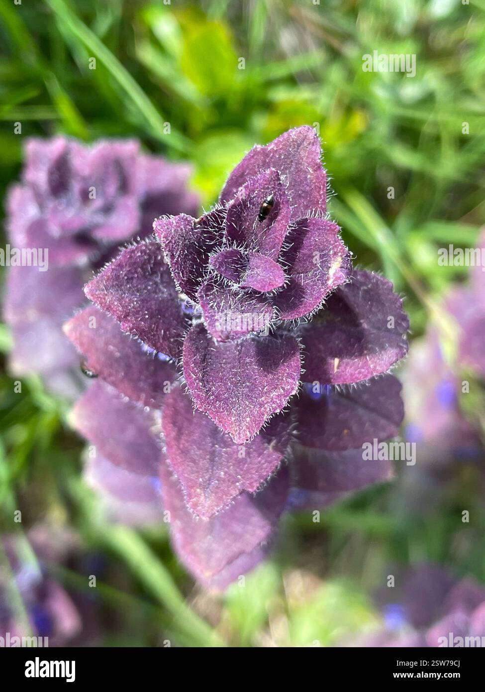Pyramidal Bugle (Ajuga pyramidalis), Plantae, San Giacomo Filippo ...