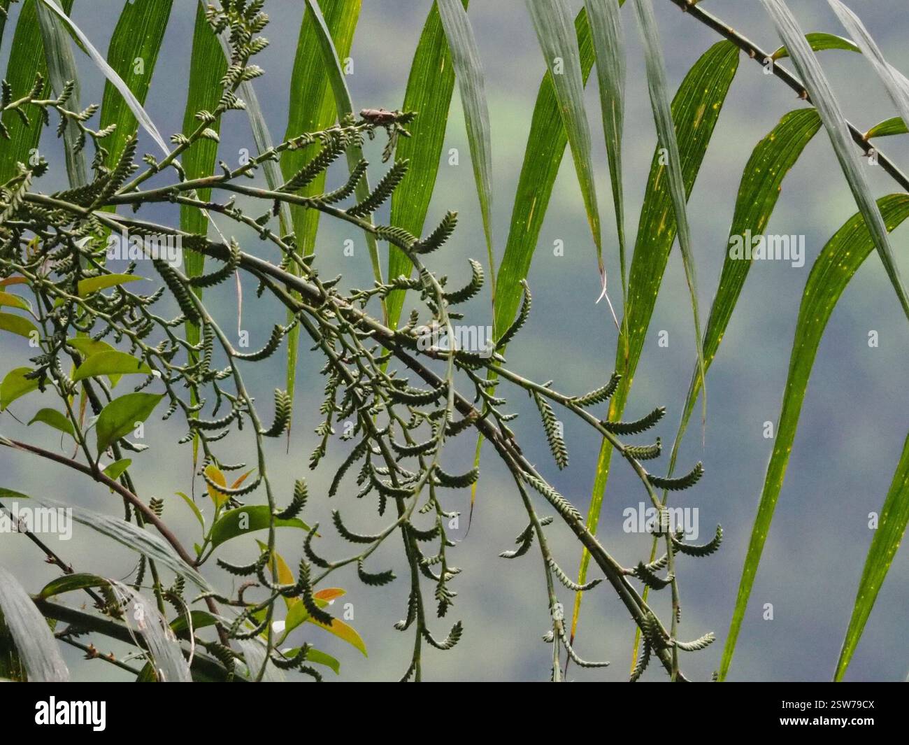 Yellow Rotang Palm (Calamus formosanus), Plantae, 台灣新北市 Stock Photo - Alamy