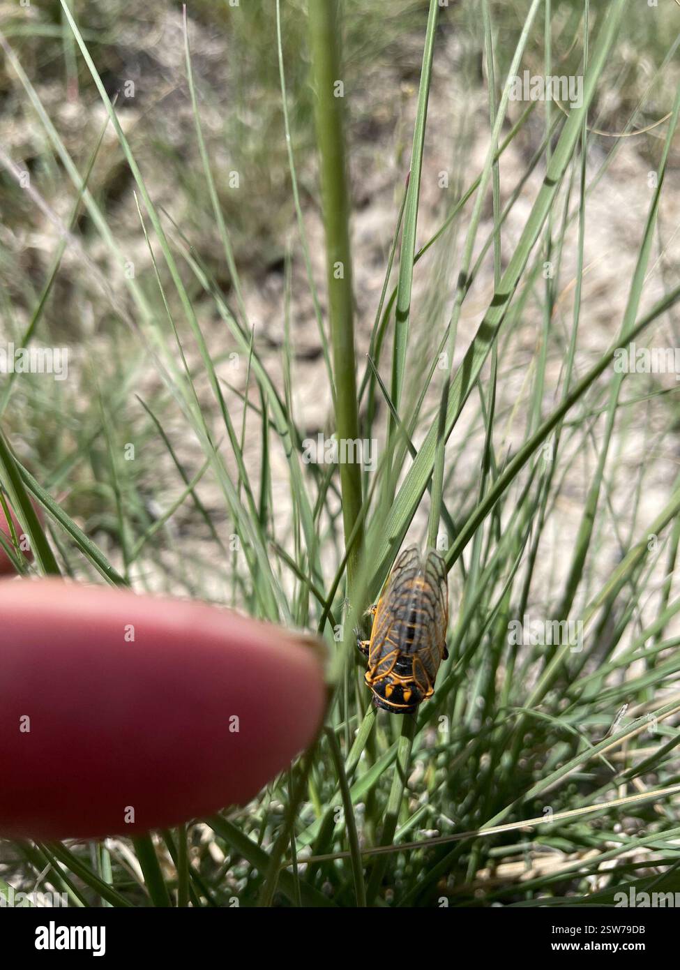 Walking Cicada (Okanagana synodica), Insecta, Estancia, NM, US, Yellow ...