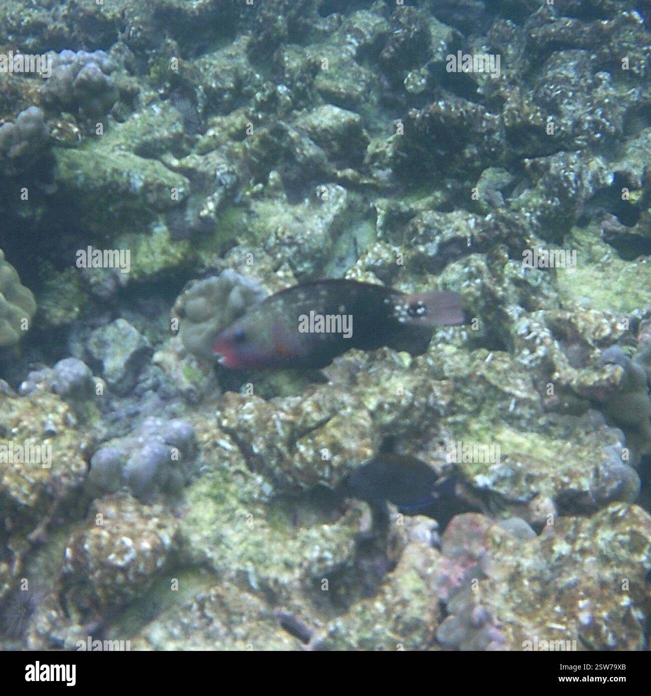 Pacific Bullethead Parrotfish (Chlorurus spilurus), Actinopterygii ...