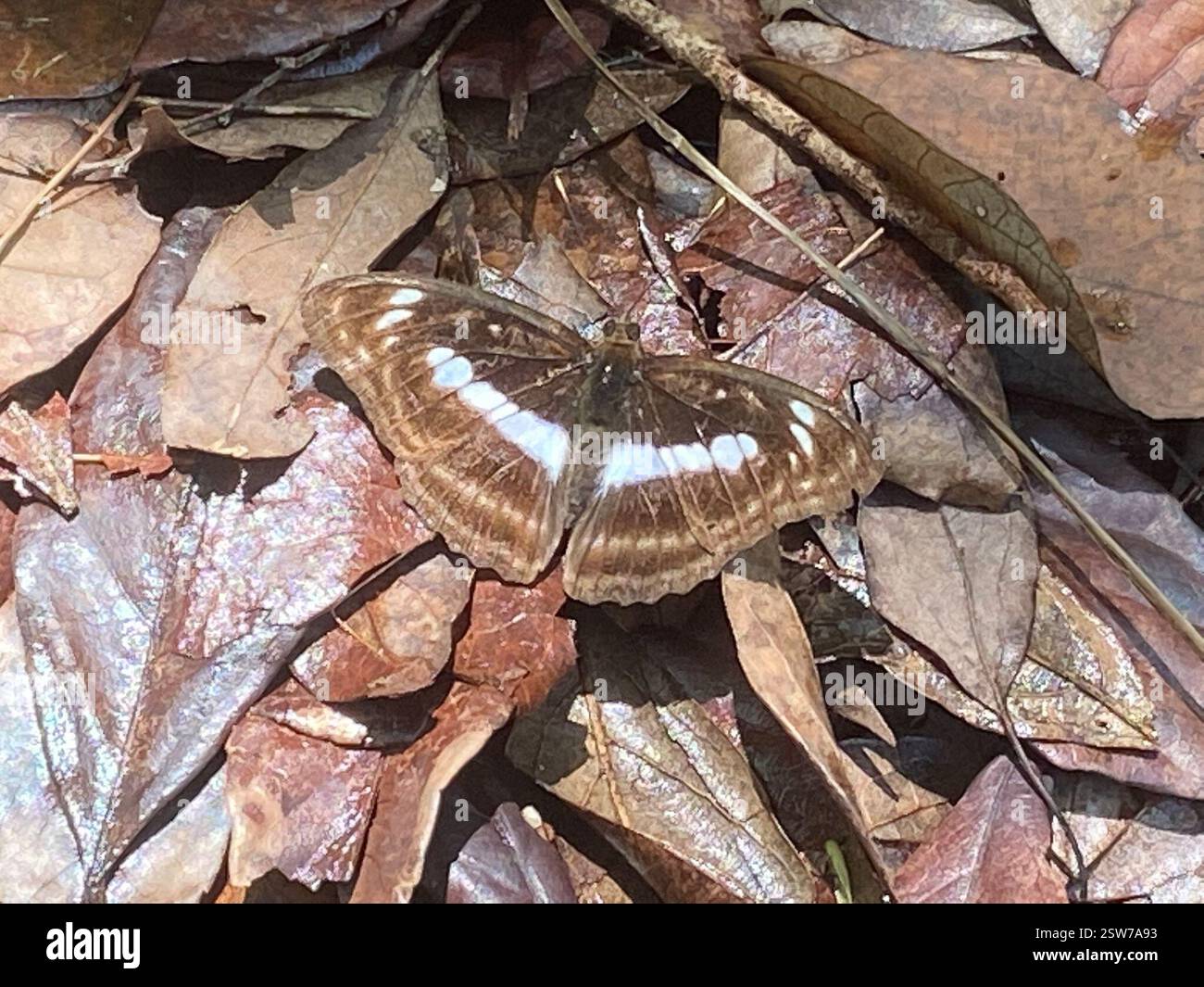 Staff Sergeant (Athyma selenophora), Insecta, Hong Kong Island, Pok Fu ...