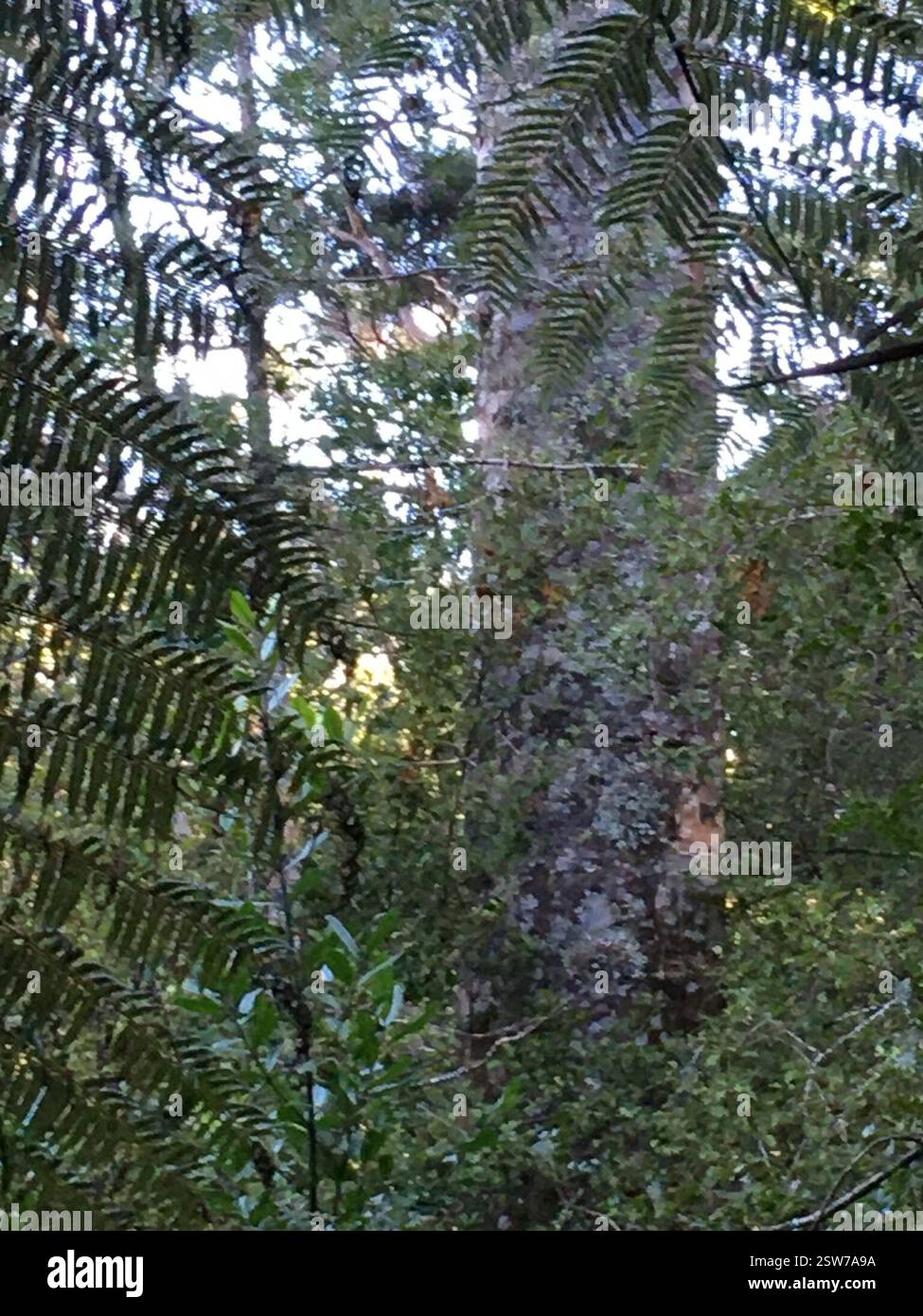 celery pine (Phyllocladus trichomanoides), Plantae, Kauri Park ...