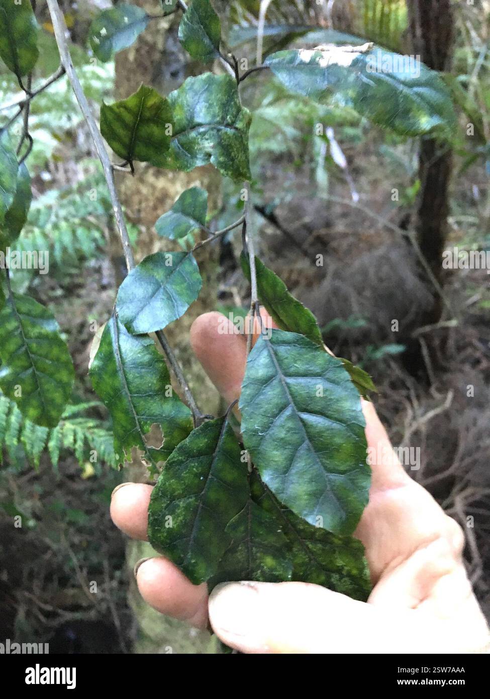 Marble leaf (Carpodetus serratus), Plantae, Kauri Park neighbourhood ...