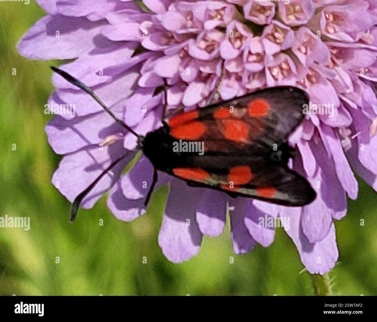 New Forest Burnet (Zygaena viciae), Insecta, 3450 Lillerød, Danmark ...