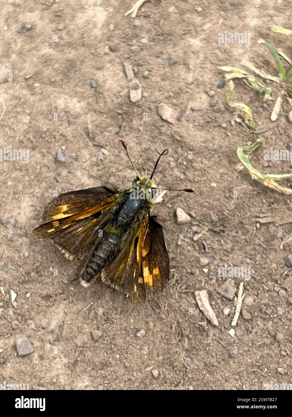 Draco Skipper (Polites draco), Insecta, Quarry Lake Dog Park, Canmore ...