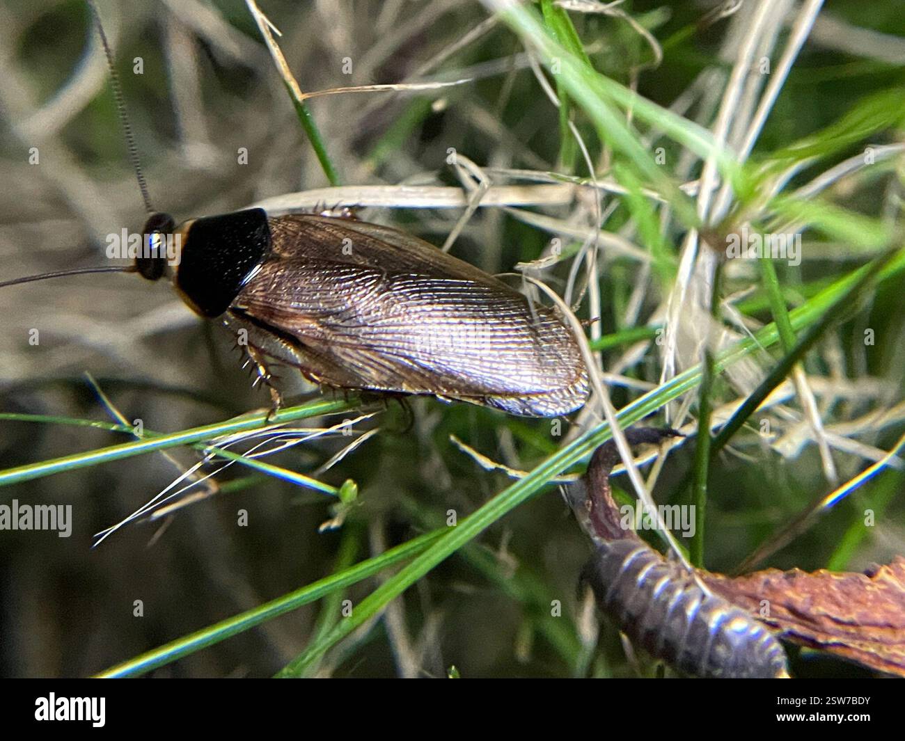 Indian Cockroach (Pycnoscelus indicus), Insecta, Pahala, HI 96777, USA ...