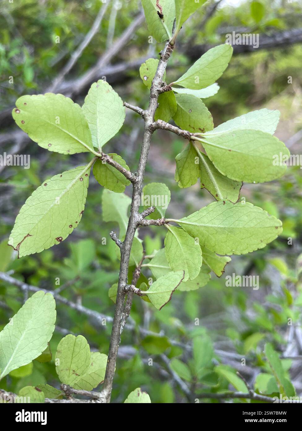 possumhaw (Ilex decidua), Plantae, Killeen, TX, US, Sometimes can be ...