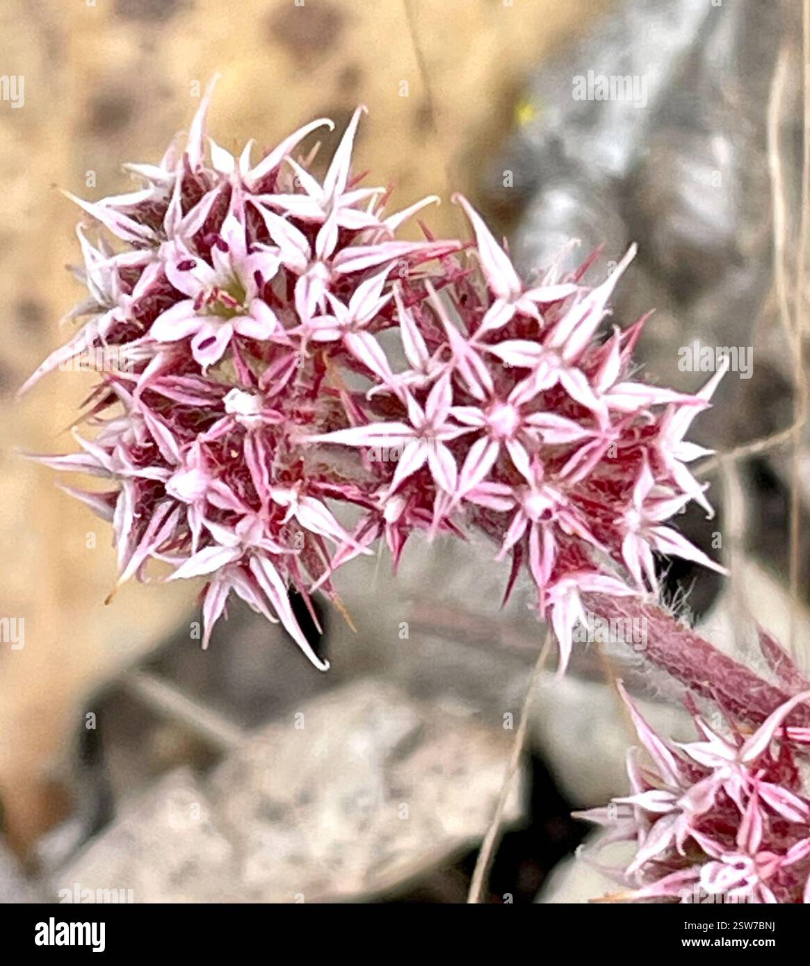 Monterey spineflower (Chorizanthe pungens), Plantae, Fort Ord National ...