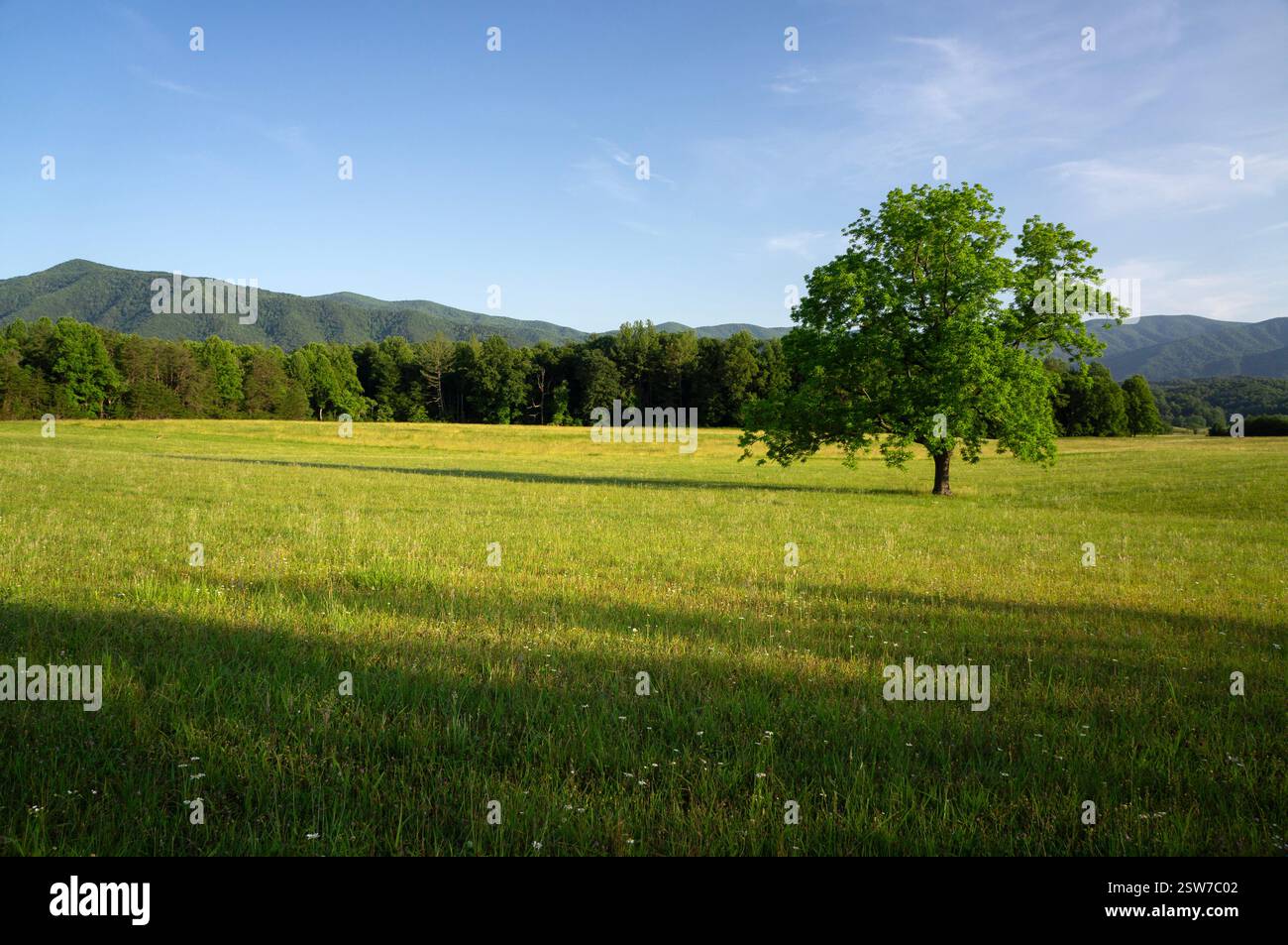 View of a single lone oak tree in a field at Cades Cove in Great Smoky ...