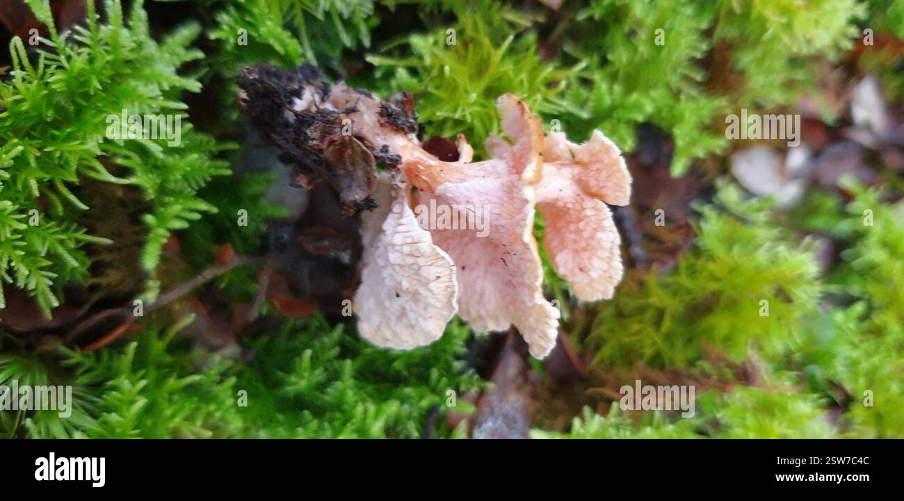Pagoda Fungus (Podoserpula pusio), Fungi, Mt Crichton Scenic Reserve ...
