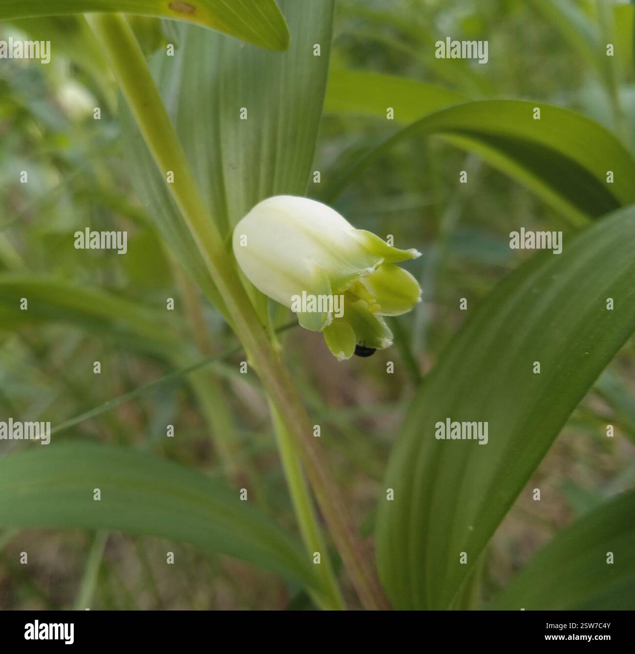 dwarf Solomon's seal (Polygonatum humile), Plantae, Новосибирская обл ...