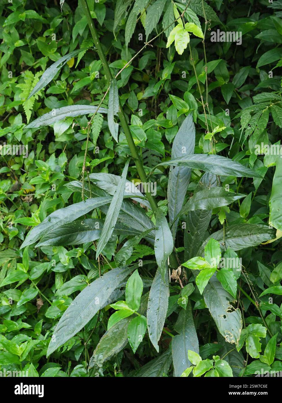 (Blumea lanceolaria), Plantae, 台灣新北市 Stock Photo - Alamy