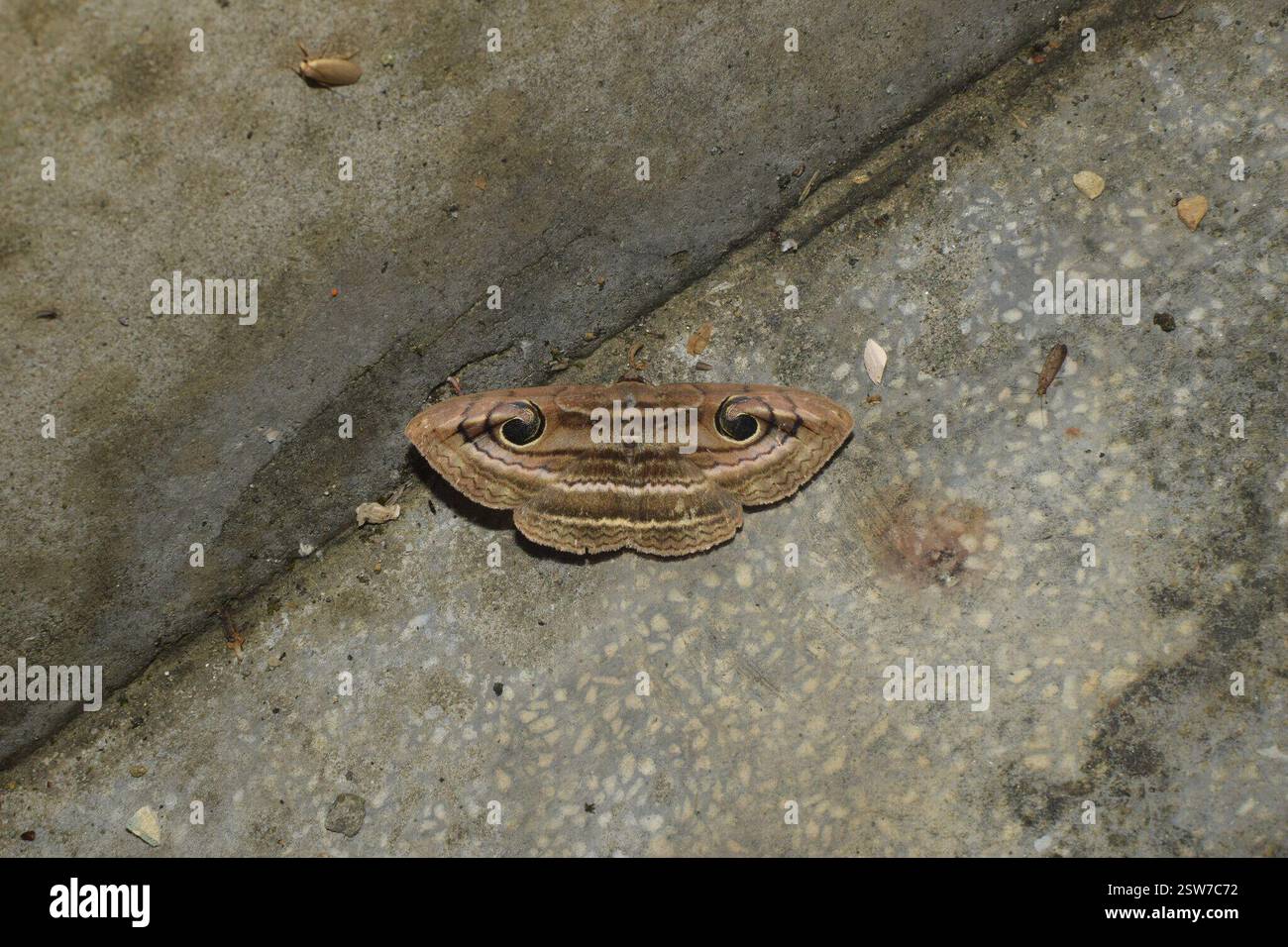 Spirama retorta hi-res stock photography and images - Alamy