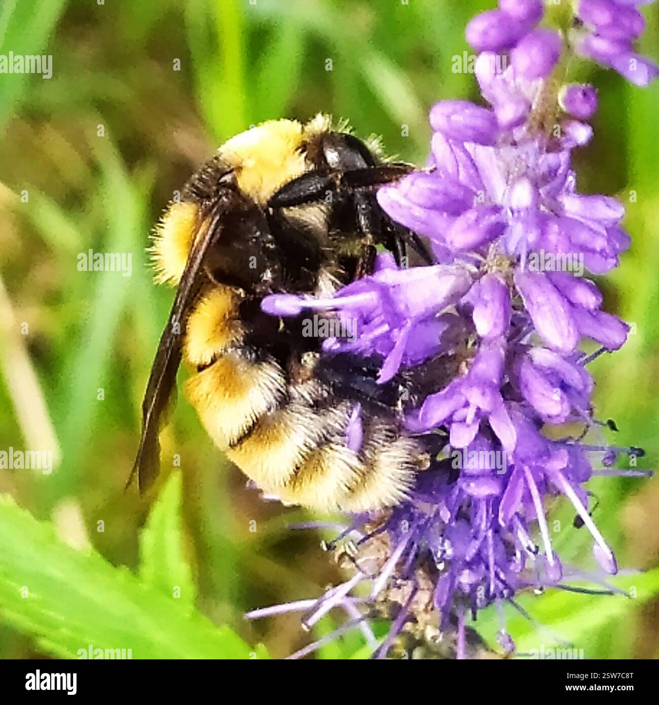 Great Yellow Bumble Bee (Bombus distinguendus), Insecta, Свердловская ...