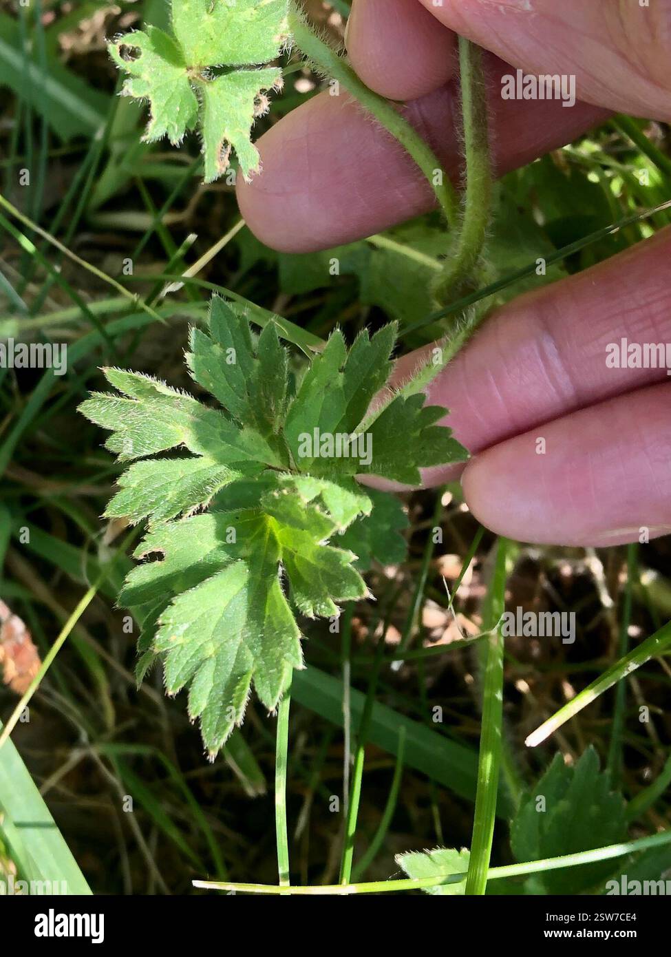 Creeping buttercup (Ranunculus repens), Plantae, Hopton Wafers CP ...
