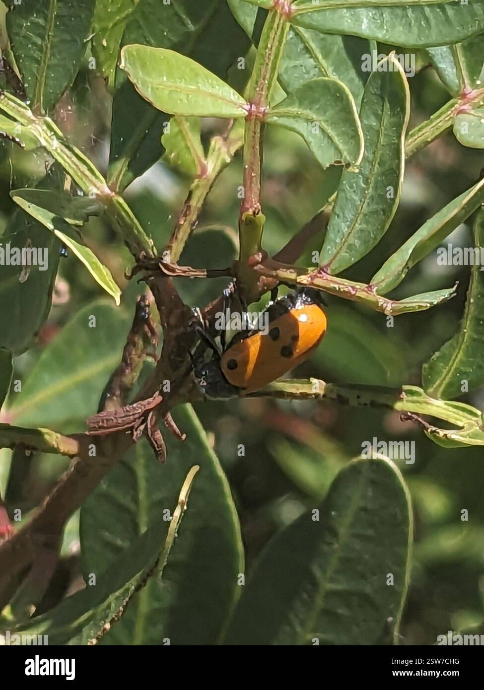 Ermionida hi-res stock photography and images - Alamy