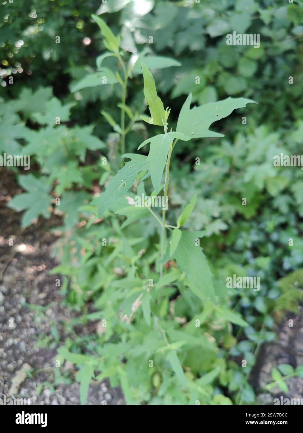 Common Orache (Atriplex patula), Plantae, Tuškanac, 10000, Zagreb ...