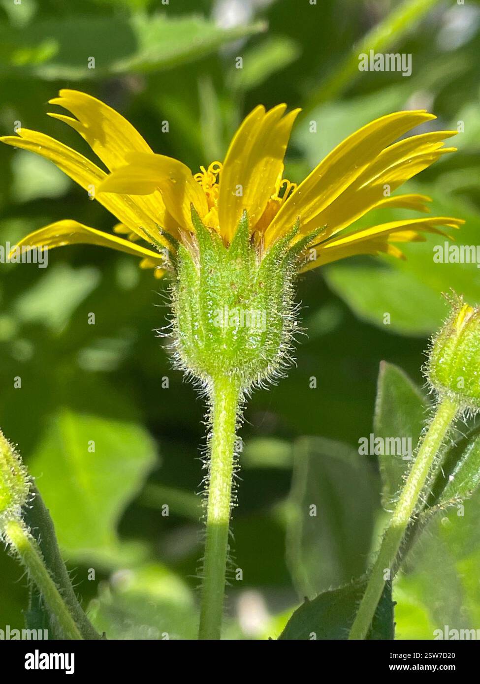 spearleaf arnica (Arnica longifolia), Plantae, Mt. Baker-Snoqualmie ...