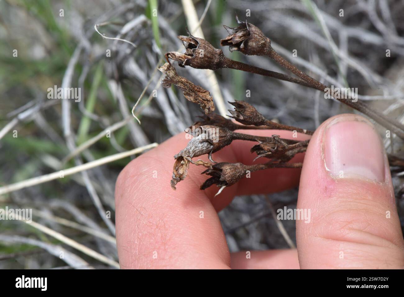 clustered broomrape (Aphyllon fasciculatum), Plantae, Thompson-Nicola ...