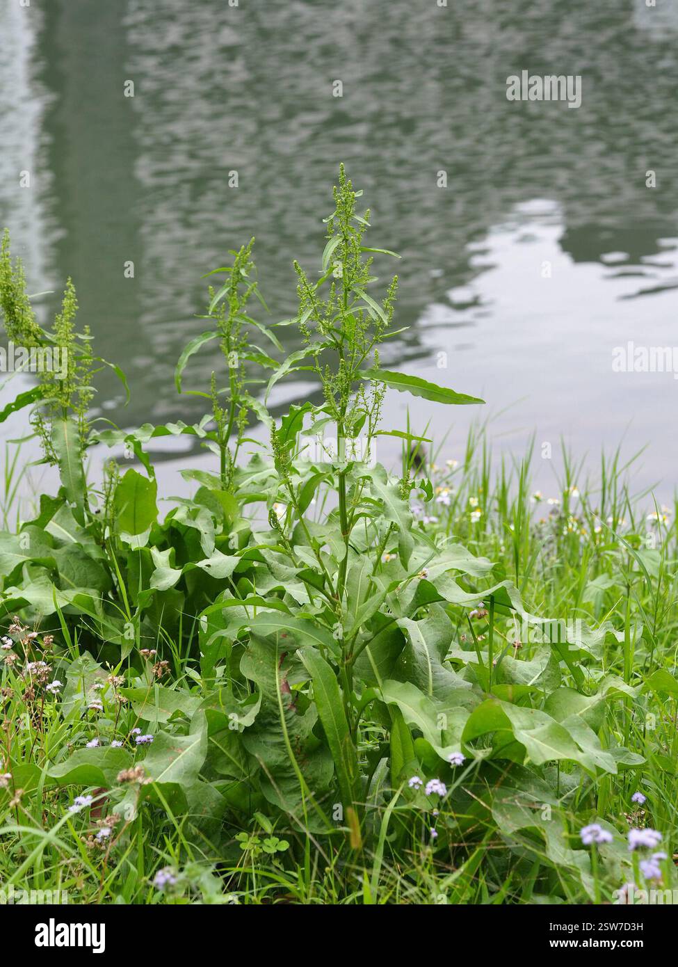 Japanese Dock (Rumex japonicus), Plantae, 231台灣新北市新店區碧潭 Stock Photo - Alamy