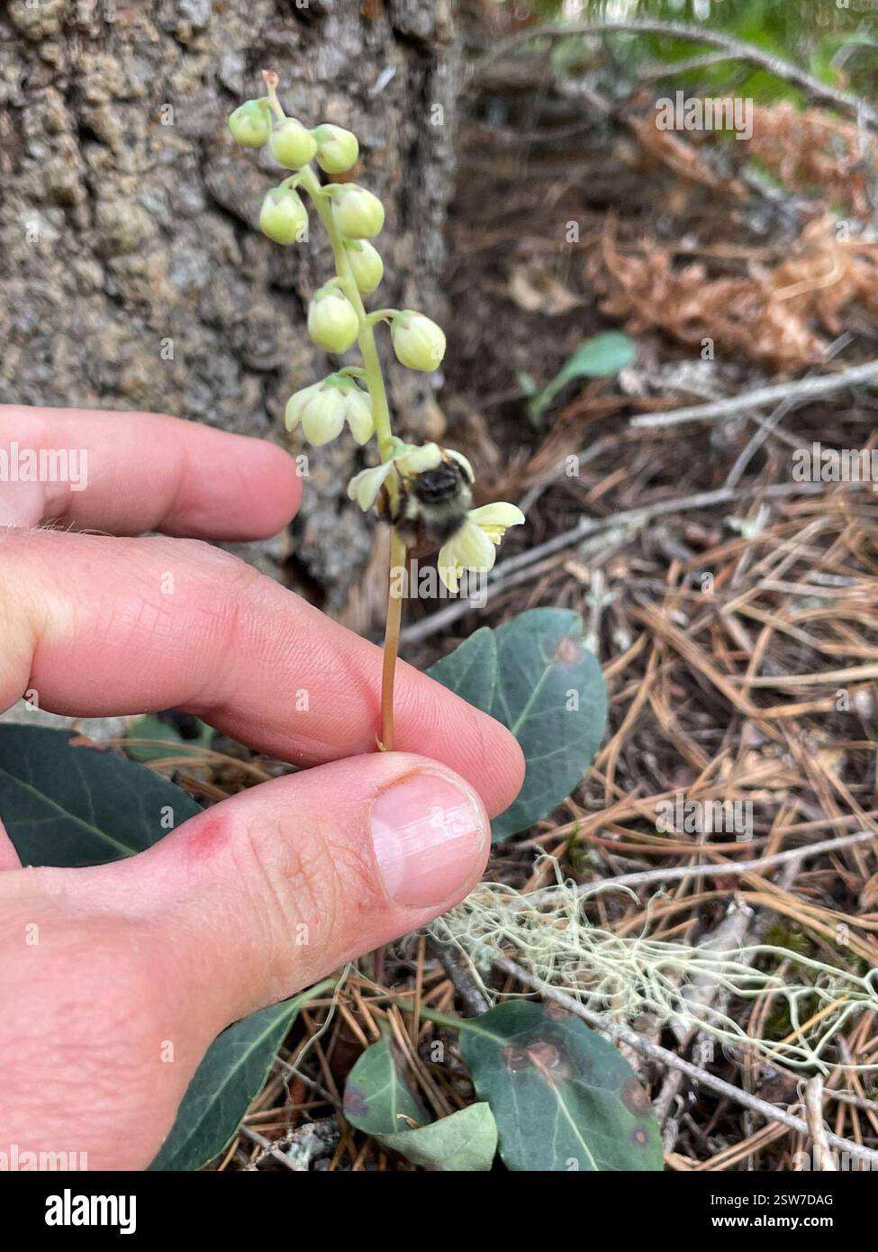 white-veined wintergreen (Pyrola picta), Plantae, Ross Lake National ...