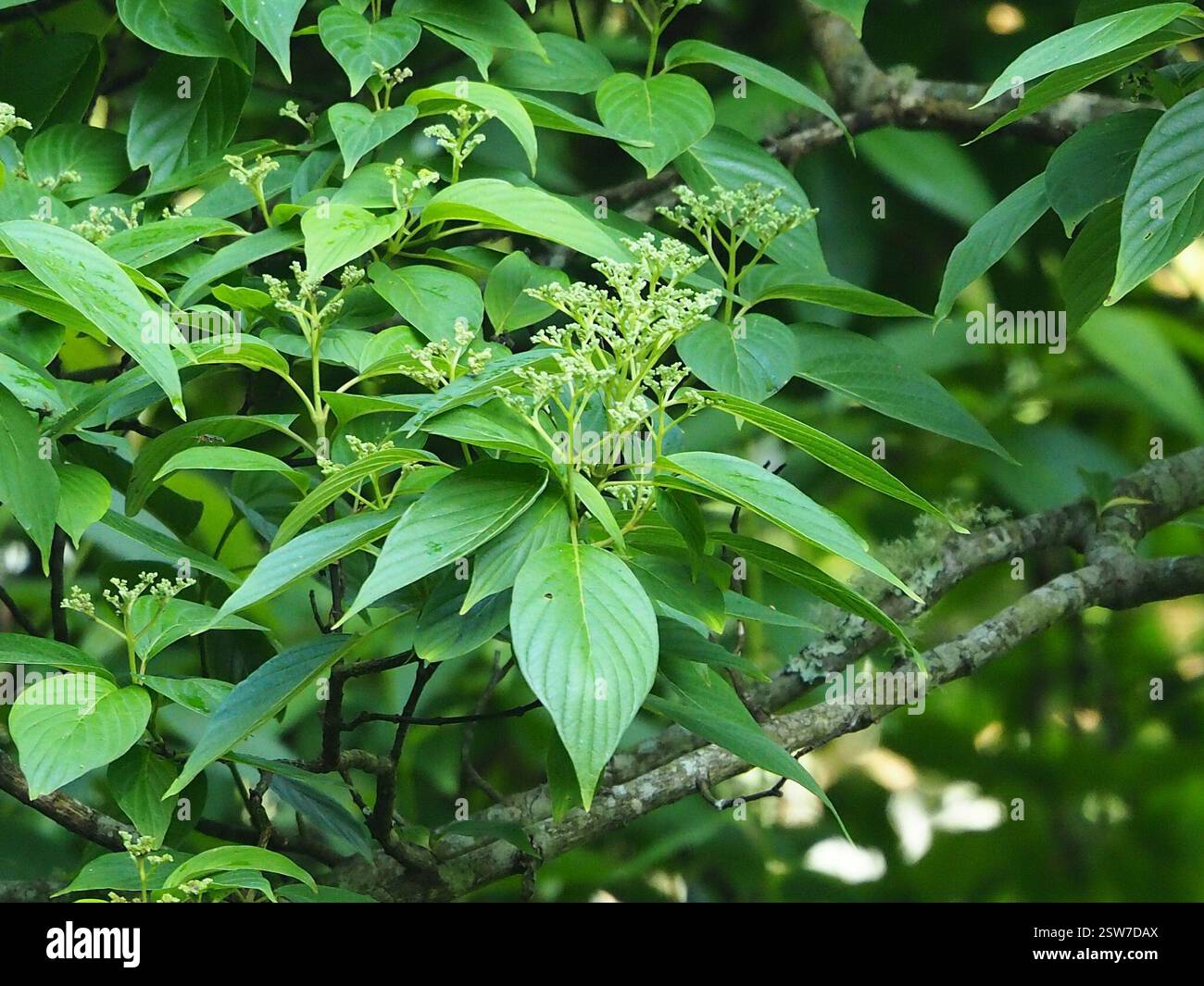 Large-Leaf Dogwood (Cornus macrophylla), Plantae, 台灣桃園市 Stock Photo - Alamy