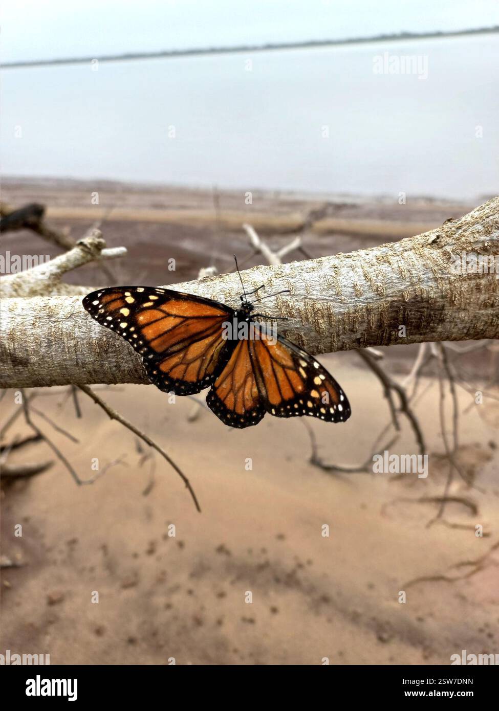 Southern Monarch (Danaus erippus), Insecta, Isla Zapallo Stock Photo ...