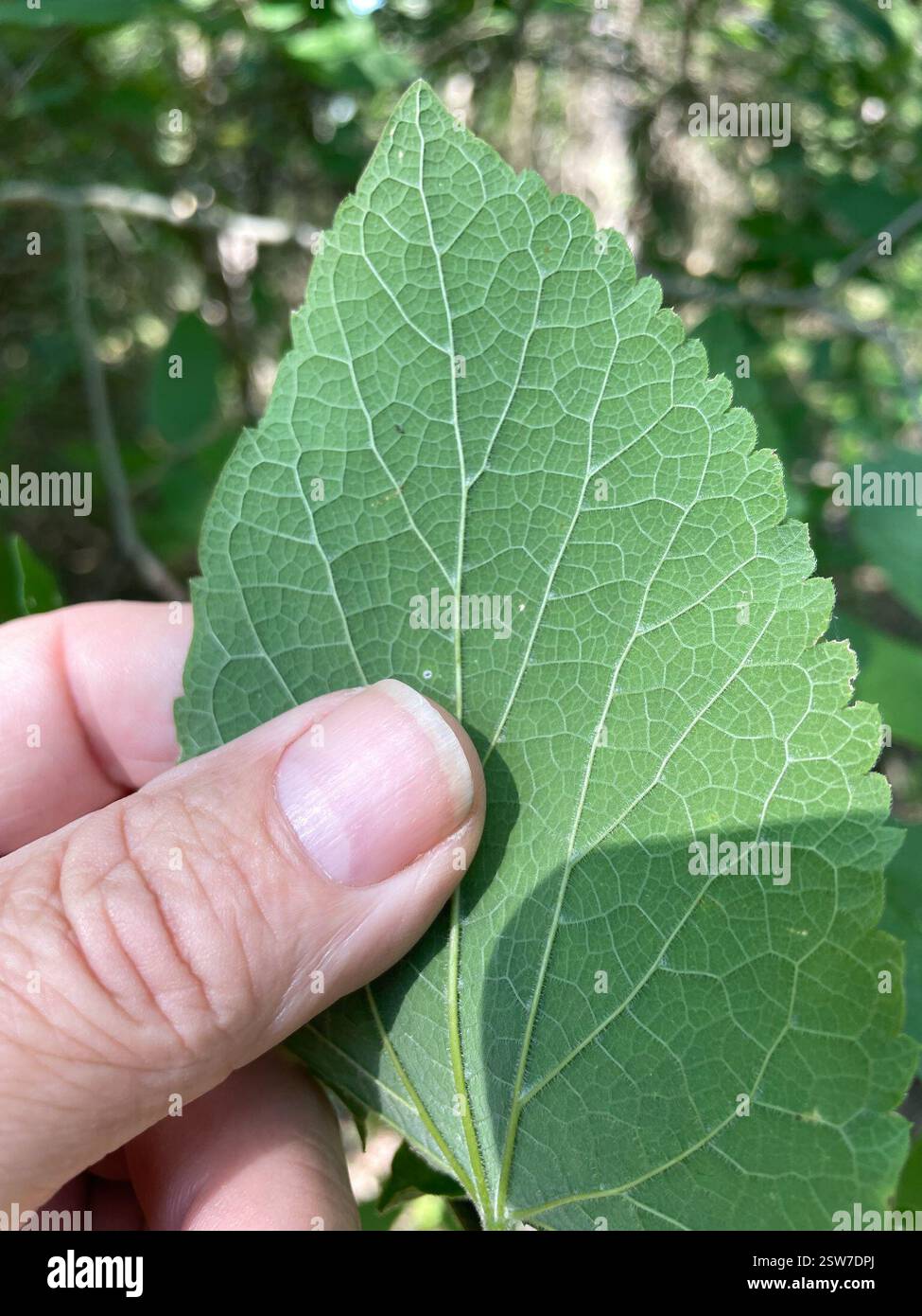 netleaf hackberry (Celtis reticulata), Plantae, Meador Grove Rd, Moody ...