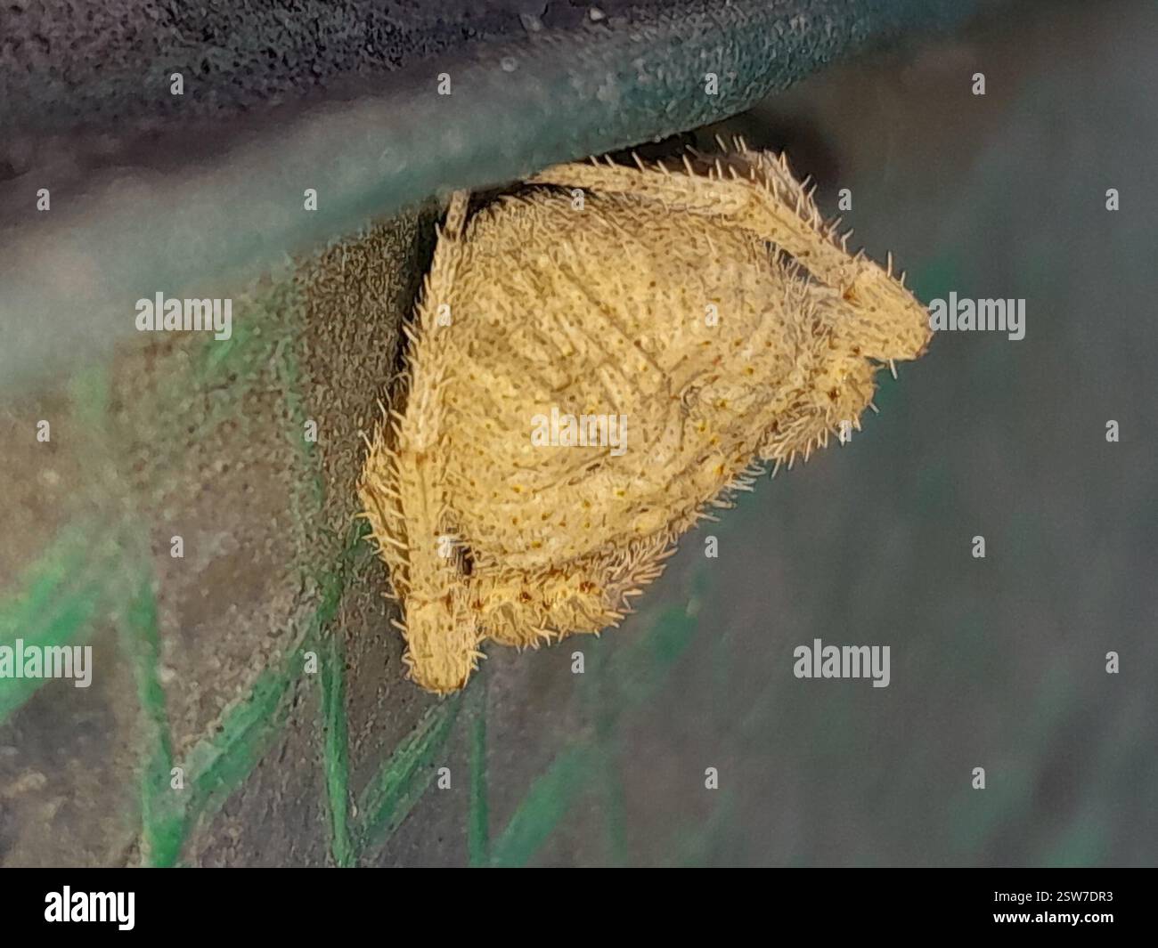 Common Hairy Field Spider (Neoscona subfusca), Arachnida, Edgemead ...