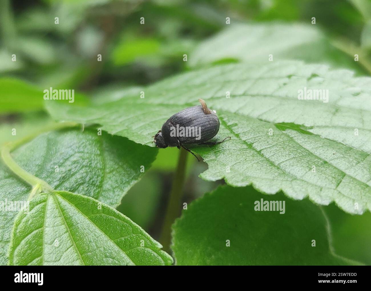 Maladera orientalis hi-res stock photography and images - Alamy