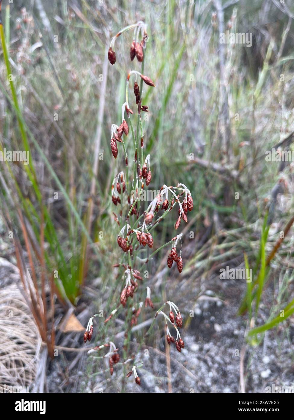 Tassel Rope-rush (Hypolaena fastigiata), Plantae, Wilsons Promontory ...