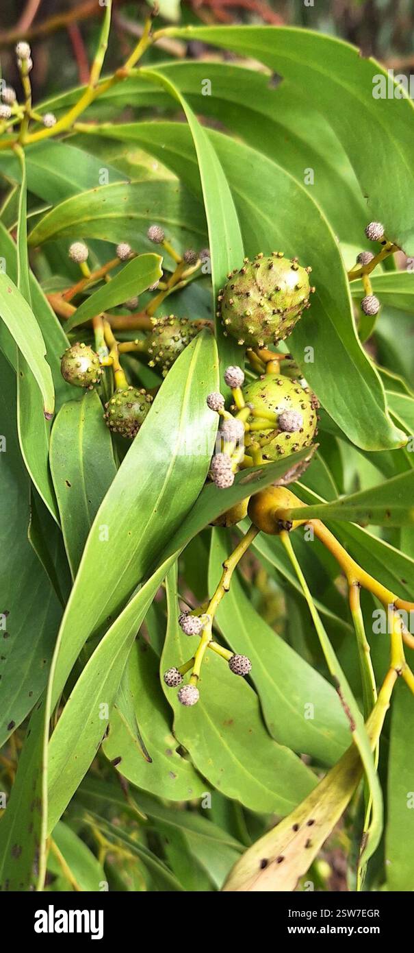 Golden Wattle Gall Wasp (Trichilogaster signiventris), Insecta ...