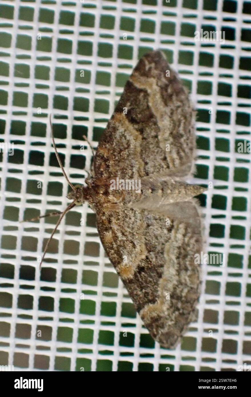 Small Seraphim (Pterapherapteryx sexalata), Insecta, Graafland, Groot ...