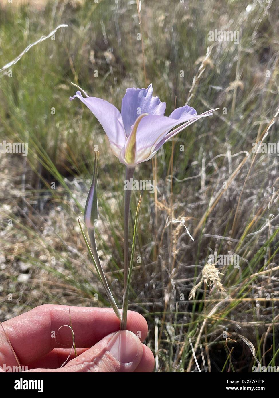 Sagebrush Mariposa Lily (Calochortus macrocarpus), Plantae, Main Ave E ...