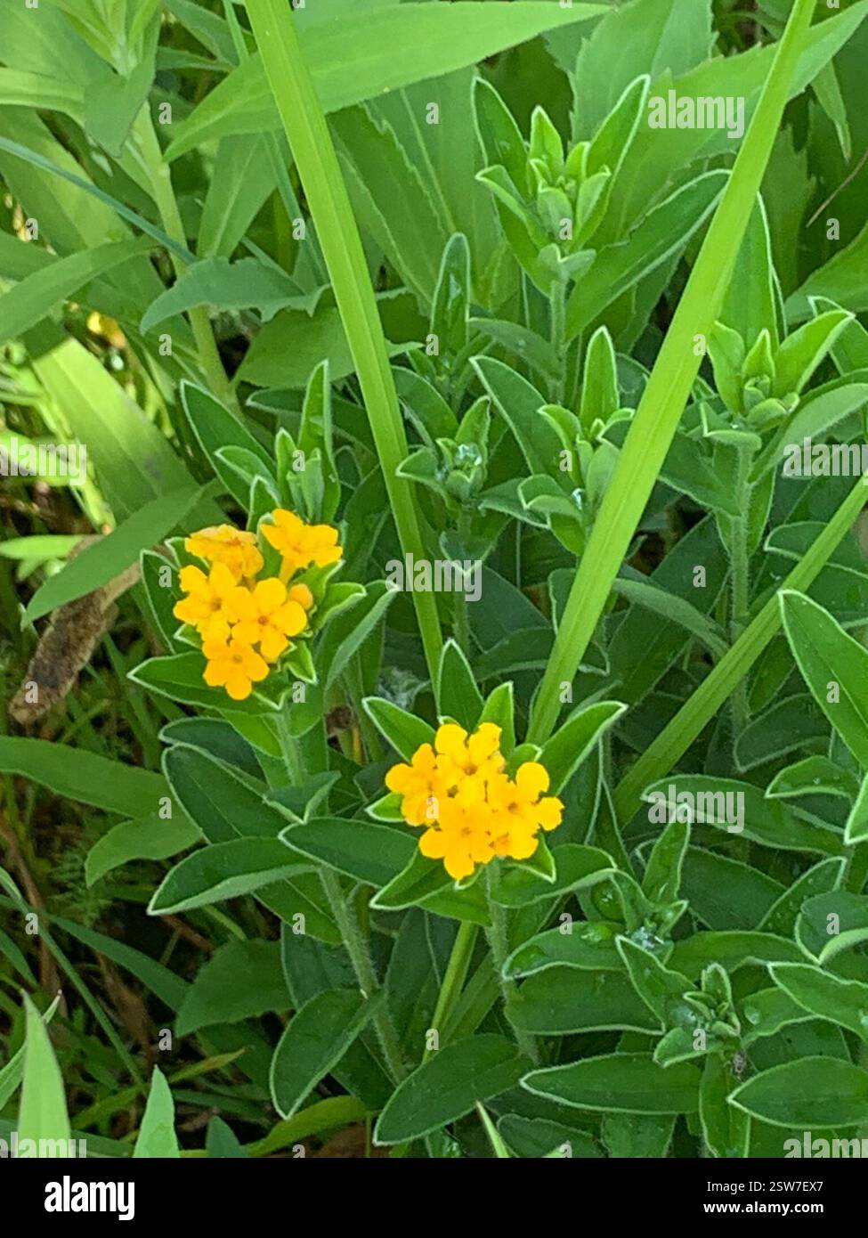 stoneseeds, puccoons, and gromwells (Lithospermum), Plantae, Skokie ...