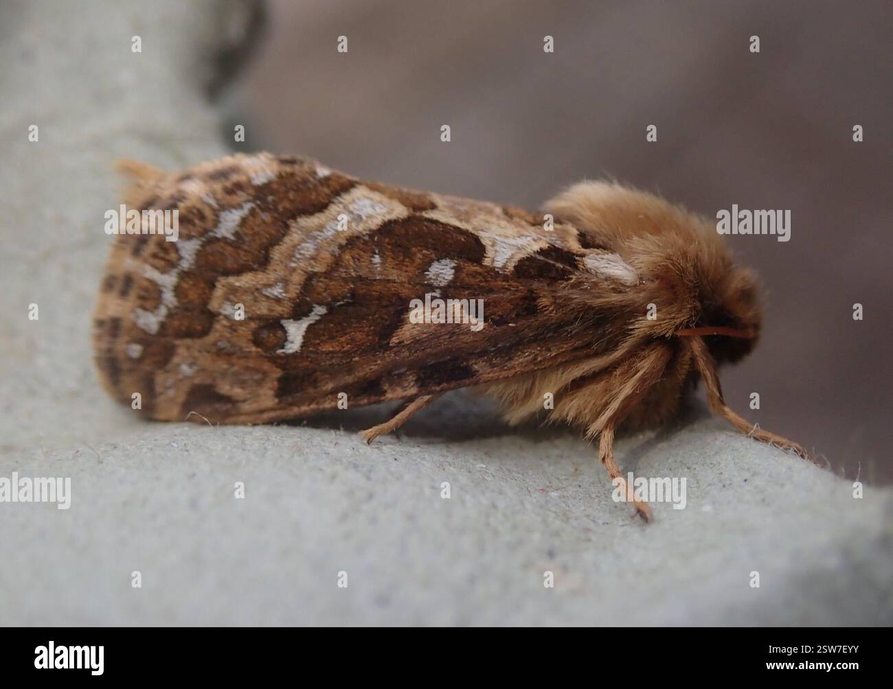Map-winged Swift (Korscheltellus fusconebulosa), Insecta, Duntocher ...