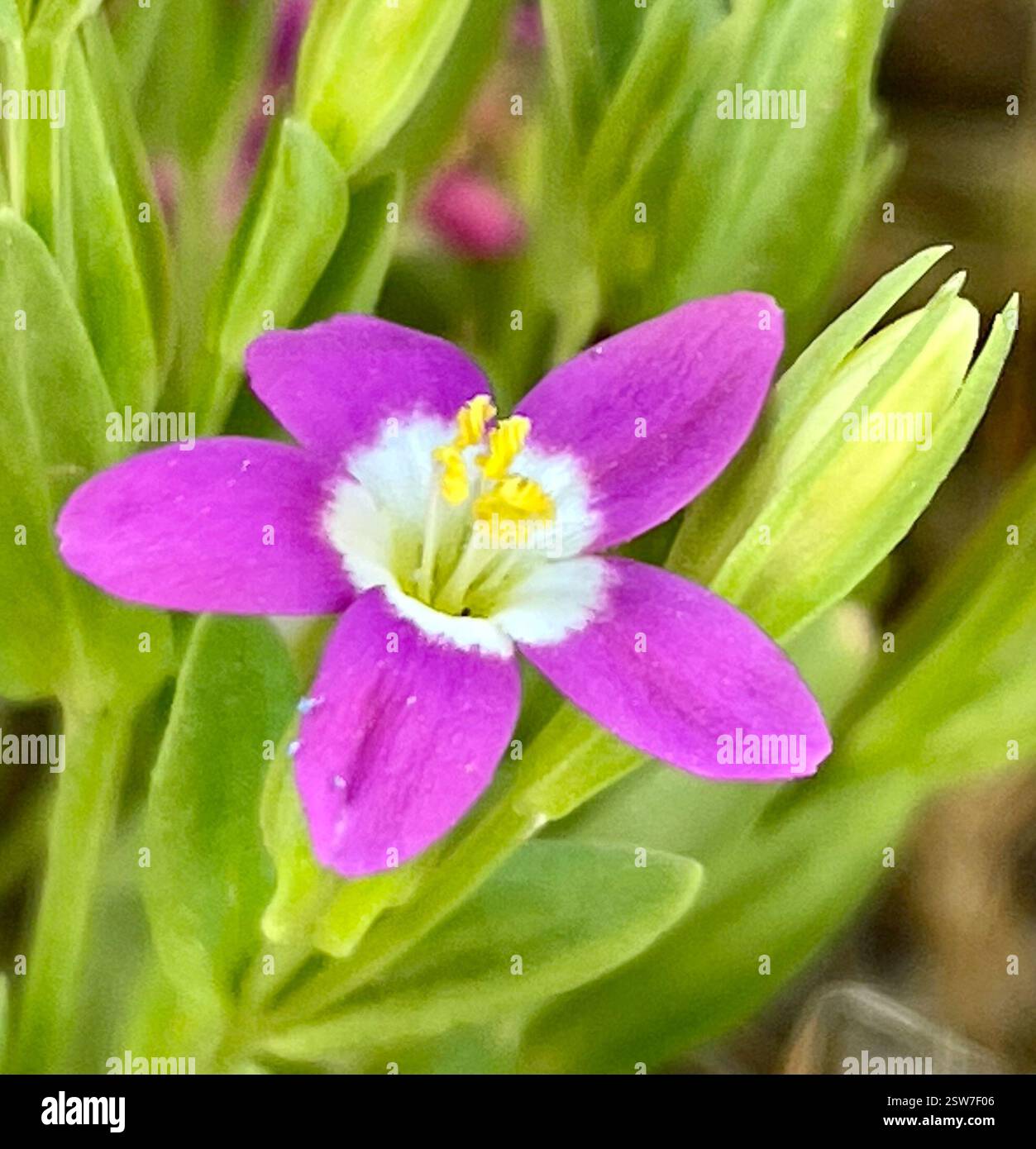 Davy's Centaury (Zeltnera davyi), Plantae, Fort Ord National Monument ...