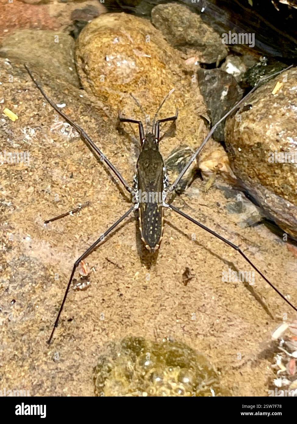 North American Common Water Strider (Aquarius remigis), Insecta, Henry ...