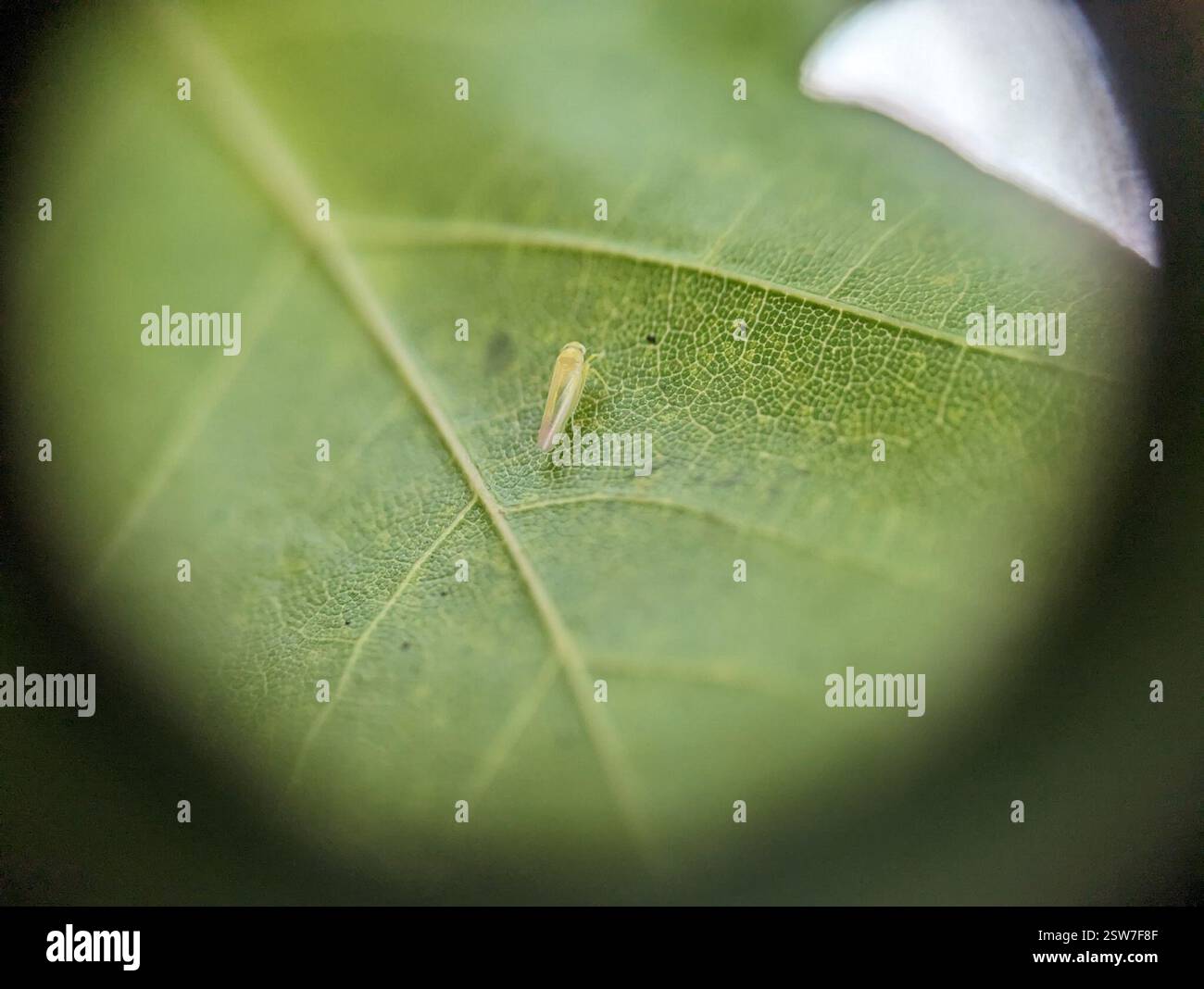 (Alebra), Insecta, State/MLK @ Albany, Ithaca, NY 14850, USA, Multiple life stages, all on same ...