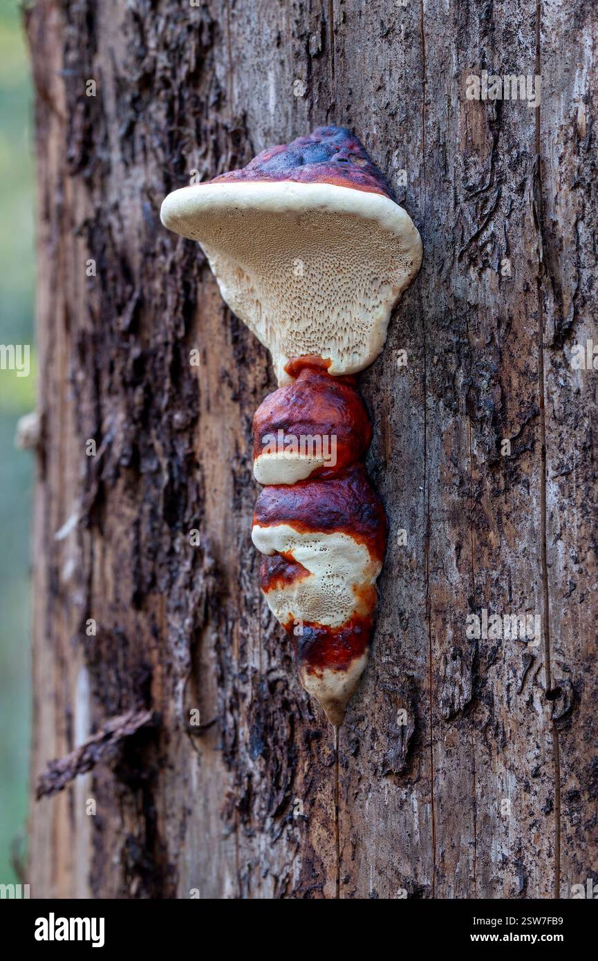 Red belt conk Stock Photo - Alamy