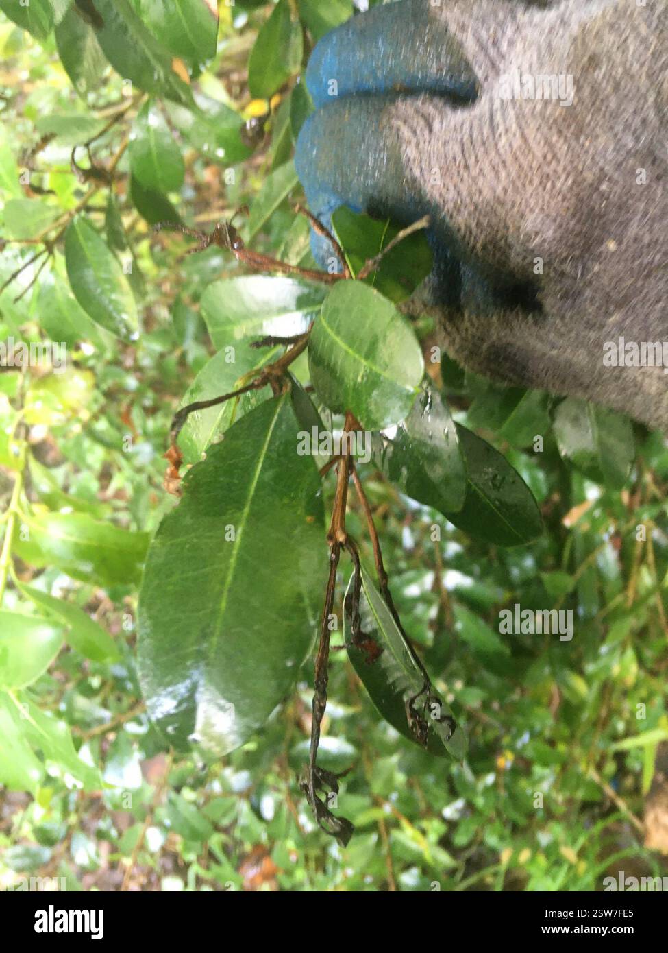 Brush Cherry (Syzygium paniculatum), Plantae, Greenhithe, North ...